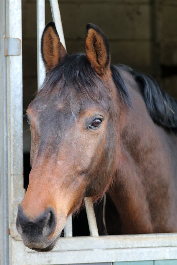 Horse in stable stock image. Image of cute, purebred - 99077903