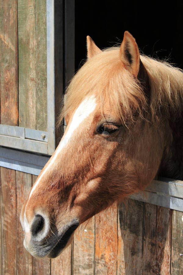 Brown horse in stable stock image. Image of mane, equine - 41147653