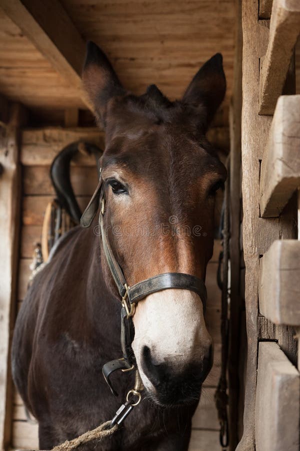 Brown Horse in Stables stock image. Image of farm, vertical - 91287753