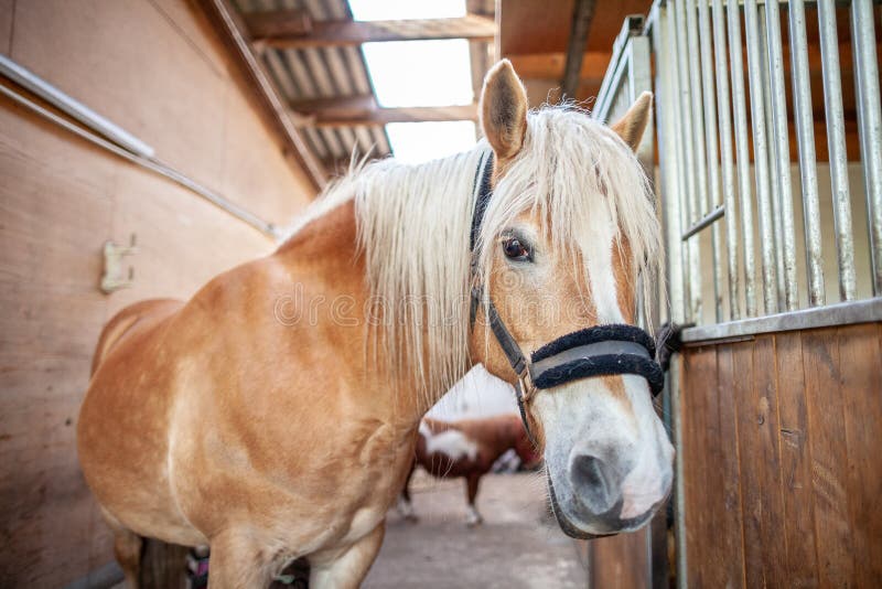 Brown Horse Stands in a Stable Stock Image - Image of door, animal ...