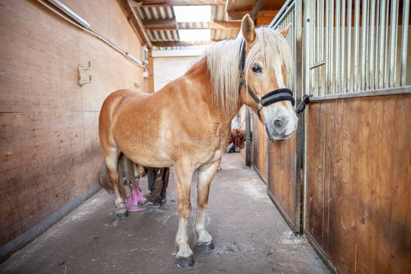 Brown Horse Stands in a Stable Stock Photo - Image of sport, farm ...