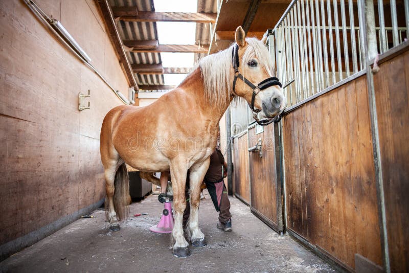 Brown Horse Stands in a Stable Stock Image - Image of sport, stable ...