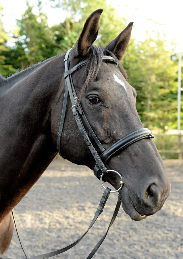 Brown Horse with Star Marking Stock Image - Image of equestrian ...