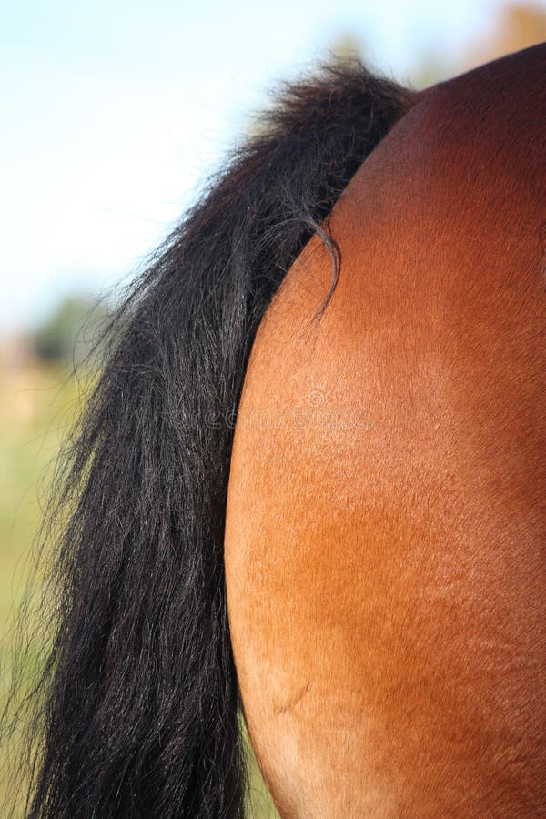 Bay Horse Tail with Red Ribbon Stock Image - Image of tail, stallion ...