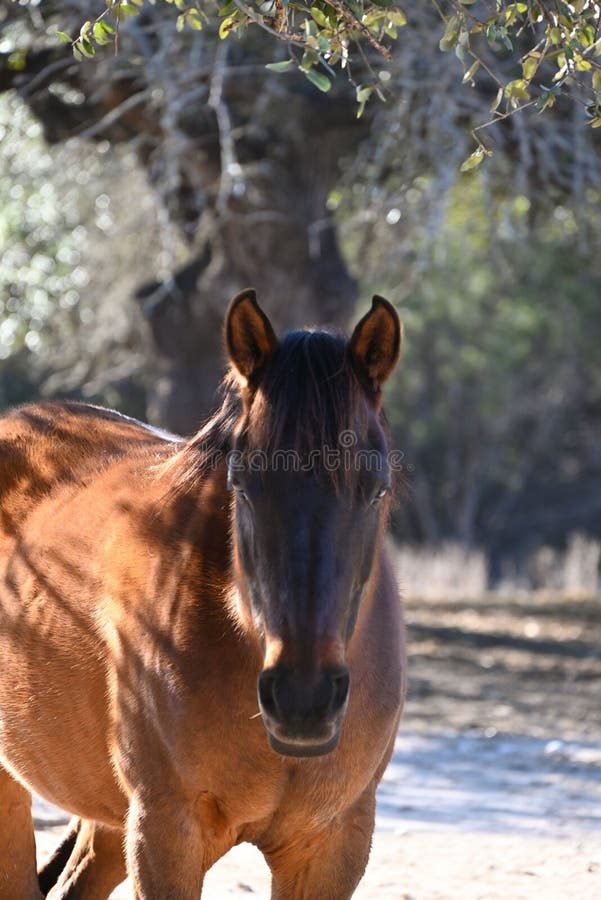 Brown Horse Under a Tree in Natural Sunlight. Stock Image - Image of ...