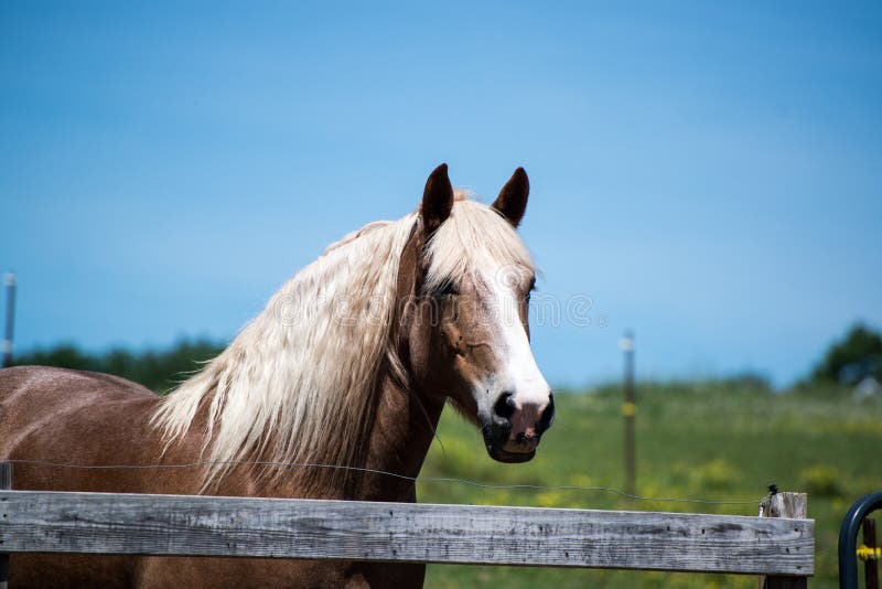 Brown Horse White Mane at Ranch Stock Image - Image of animal, ranch ...