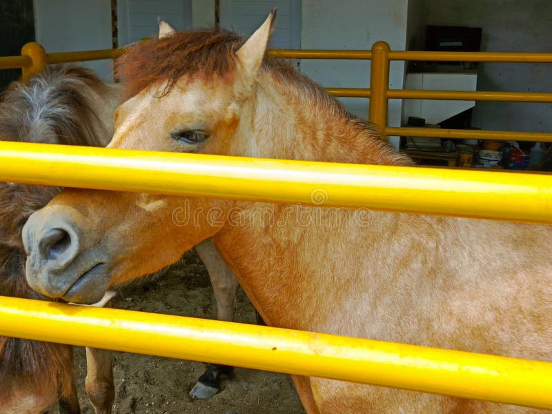 Brown Horse in Zoo Captivity Stock Image - Image of brown, captivity ...
