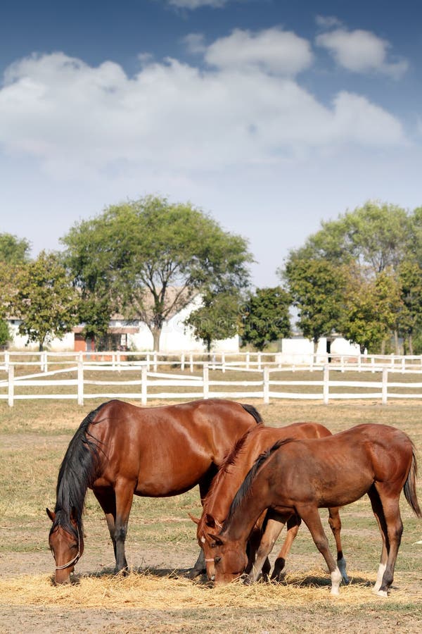 Brown horses eat hay stock image. Image of domestic, pasture - 23290961