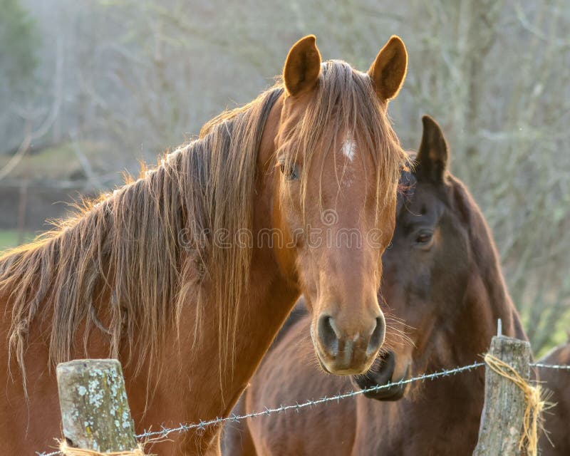 Brown Horses Peering Over a Fence. Stock Image - Image of animals, wire ...