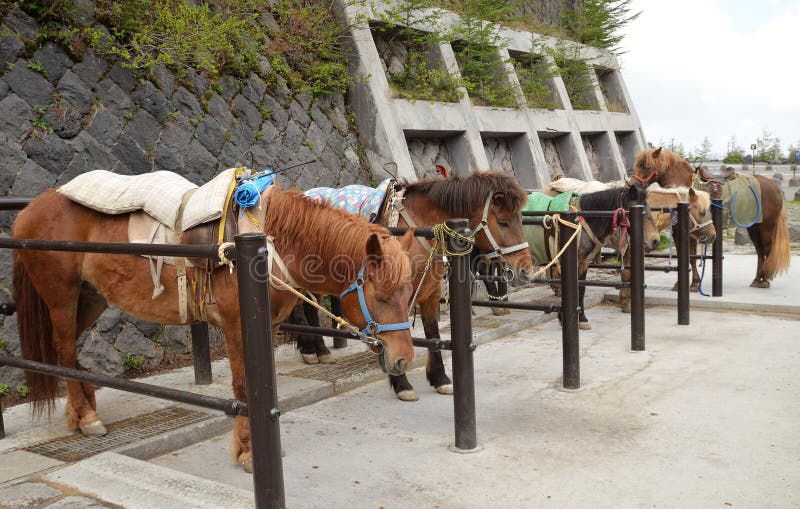 Brown horses in a stable stock photo. Image of agriculture - 38566936