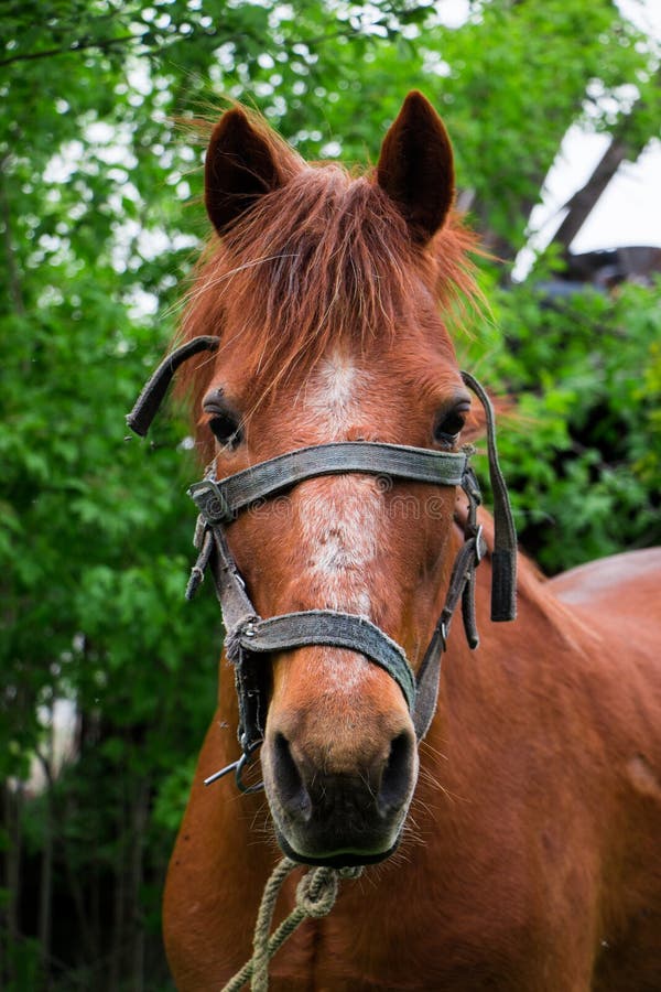 The Hourse on the Pasturage Stock Image - Image of grass, bottomland ...