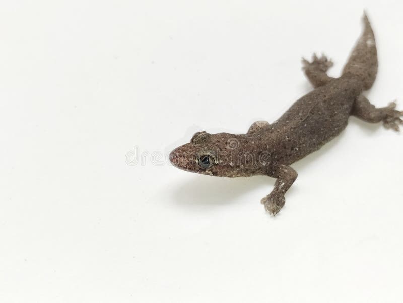 Brown house lizard stock image. Image of wildlife, outdoors - 337277481