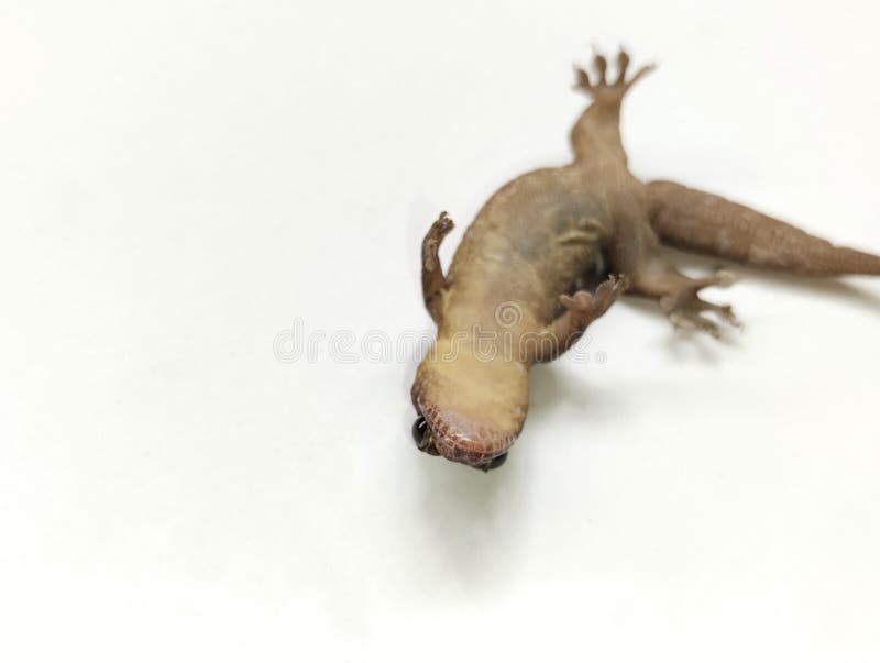 Brown house lizard stock photo. Image of wildlife, house - 337277516