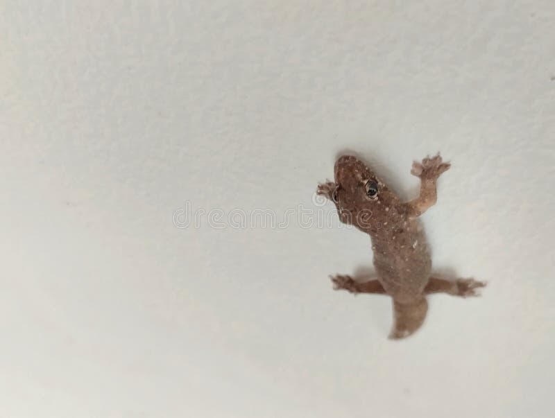 House Lizard Gekco Isolated on White Backgrou Stock Image - Image of ...