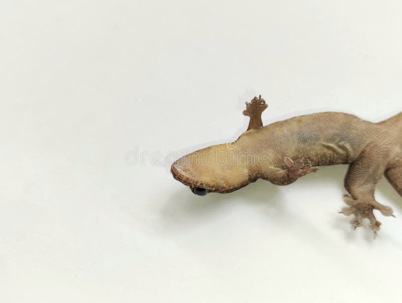 House Lizard Gekco Isolated on White Backgrou Stock Image - Image of ...