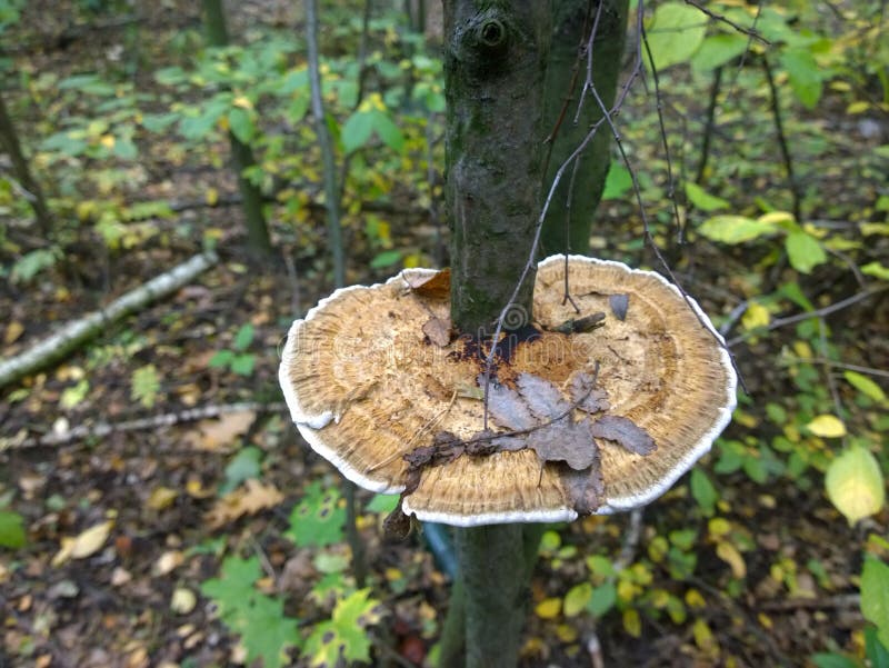 Brown huba zdjęcie stock. Obraz złożonej z grzyb, flory - 102064628