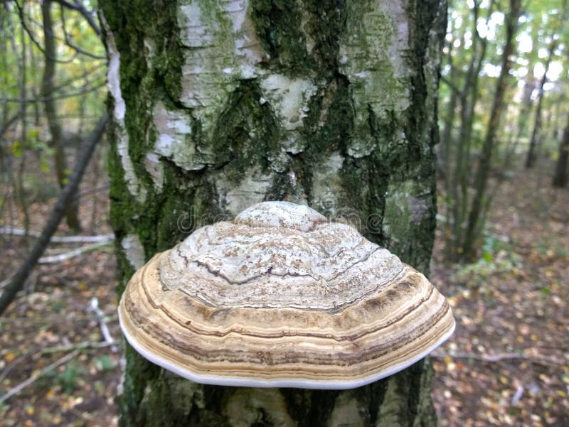 Brown huba zdjęcie stock. Obraz złożonej z grzyb, flory - 102064628