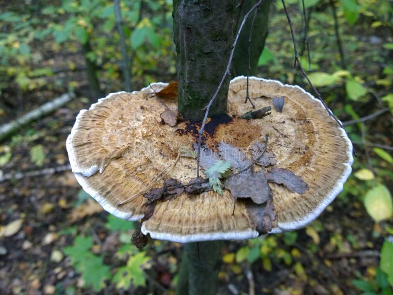 Brown huba zdjęcie stock. Obraz złożonej z grzyb, flory - 102064628