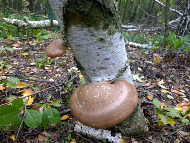 Brown huba zdjęcie stock. Obraz złożonej z grzyb, flory - 102064628