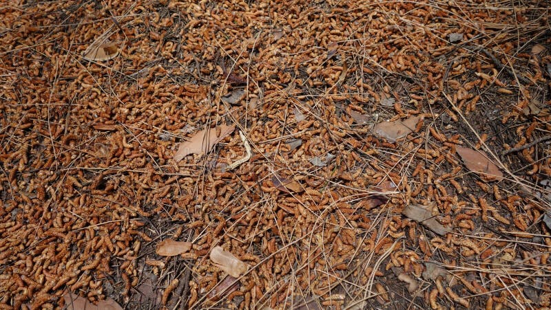 Brown Husks from Coniferous Trees Stock Image - Image of oval ...