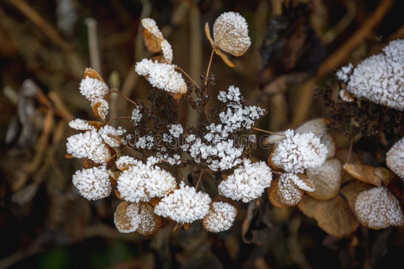 Brown Hydrangea Leaves and Flower in Winter Stock Photo - Image of ...