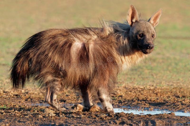 Brown hyena stock image. Image of hairy, animal, hyena - 37072939