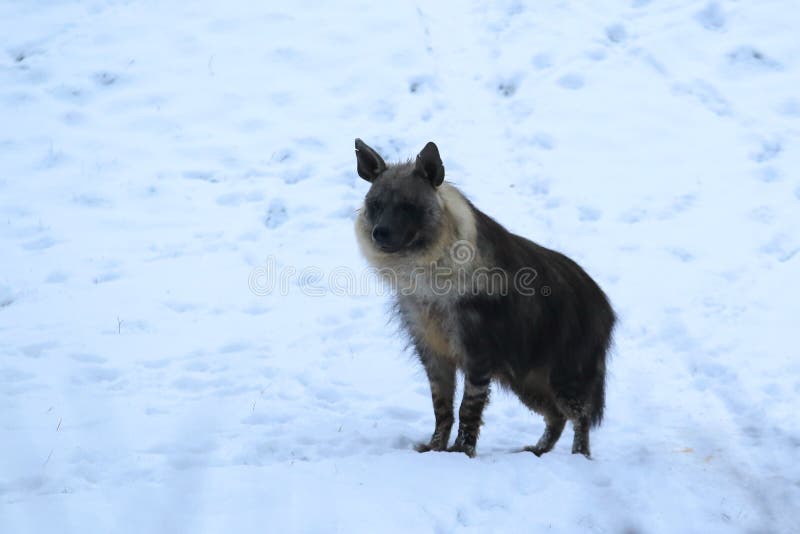 Brown hyena stock photo. Image of adult, hyena, nature - 89734576