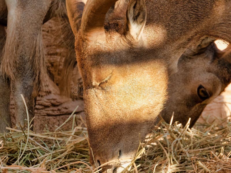 Brown ibex goat grazing stock image. Image of wild, graze - 263376785