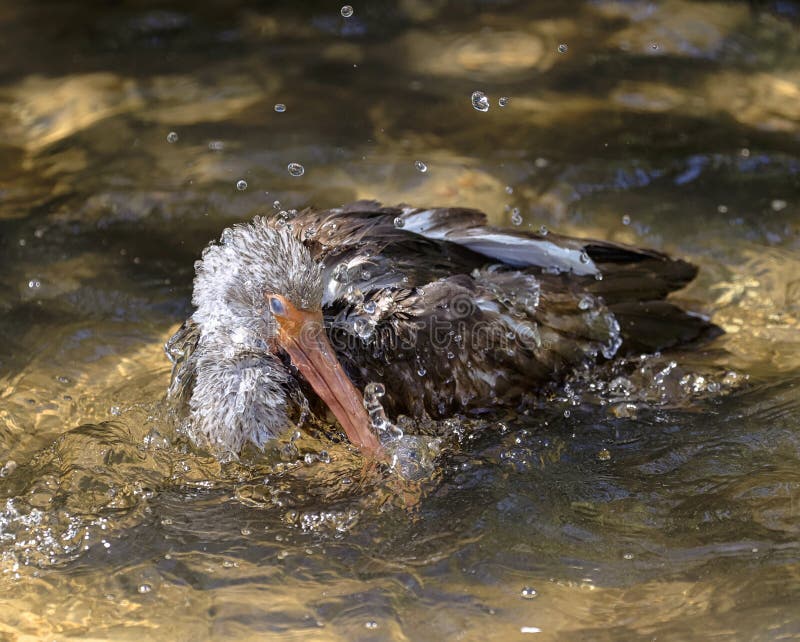Brown Ibis Bird Florida Washing Stock Photo - Image of harmony, bill ...