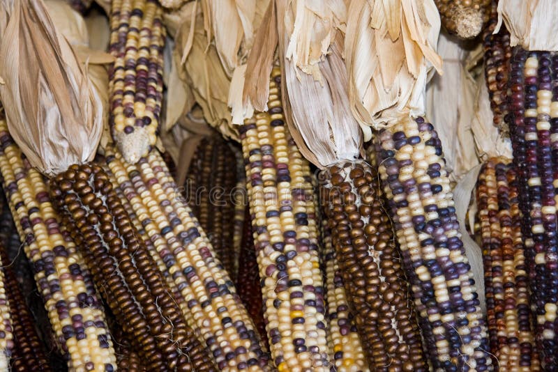 Brown Indian Corn stock photo. Image of season, decoration - 10544764