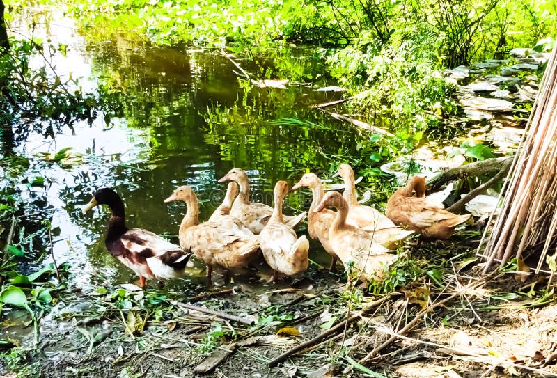 Brown Indian Runner Duck Free Range in the Garden Stock Photo - Image ...