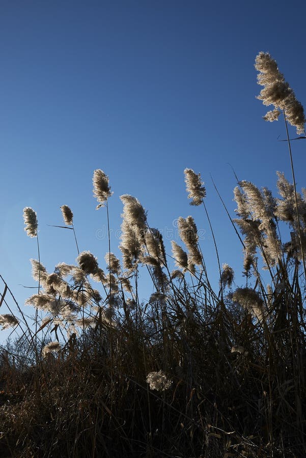 Phragmites Australis Plants Stock Photo - Image of stem, roadside ...