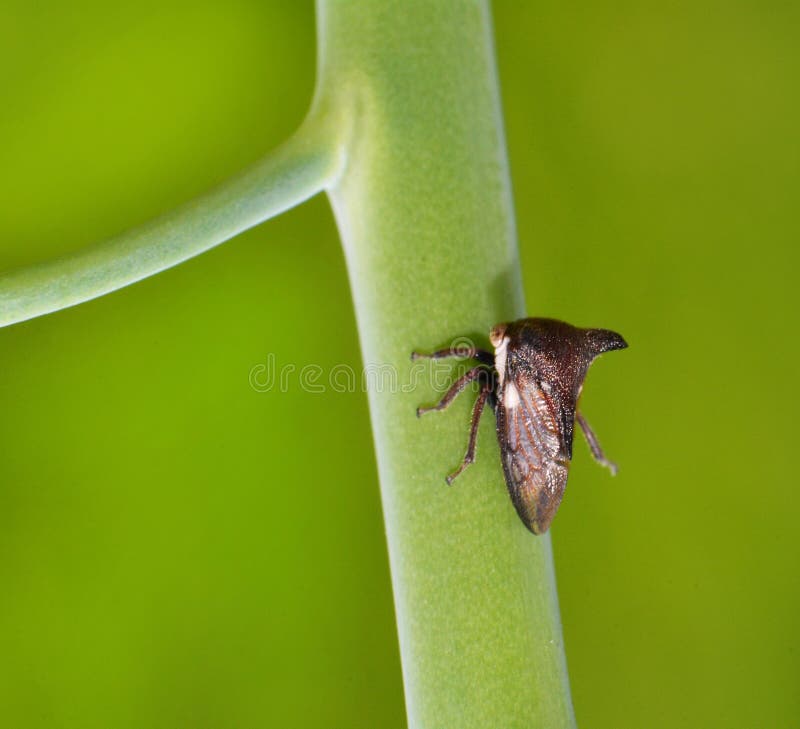 Brown insect cute stock photo. Image of insect, macro - 50898548