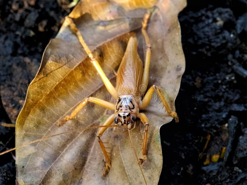 A Brown Insect on a Dry Leaf Stock Image - Image of green, nature ...