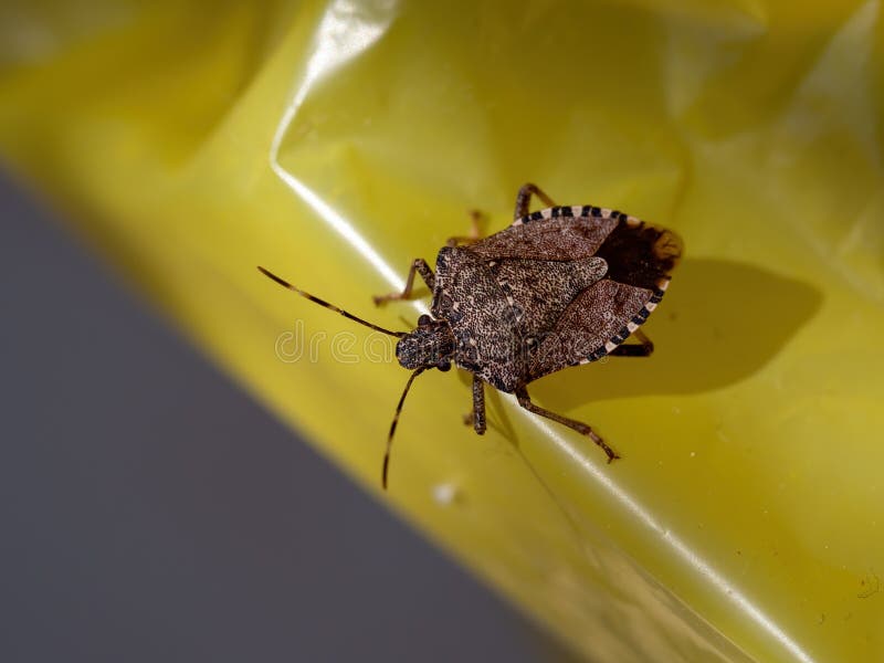 Brown Insect on the Yellow Plastic Bag Stock Photo - Image of garden ...