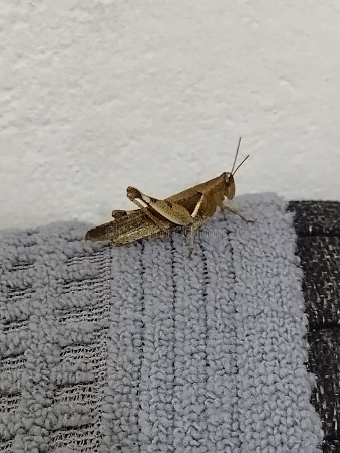 Brown insects stock photo. Image of grass, hopper, indoor - 255539228
