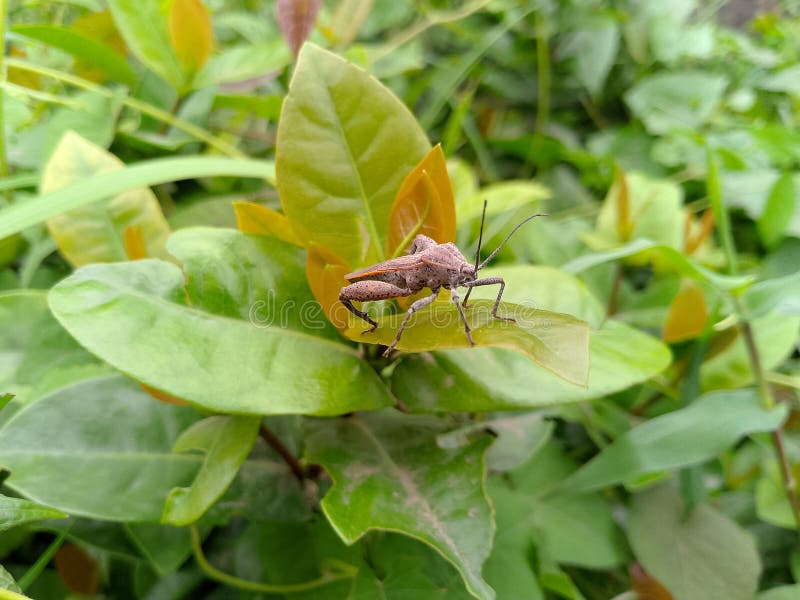 Brown insects stock photo. Image of grass, hopper, indoor - 255539228