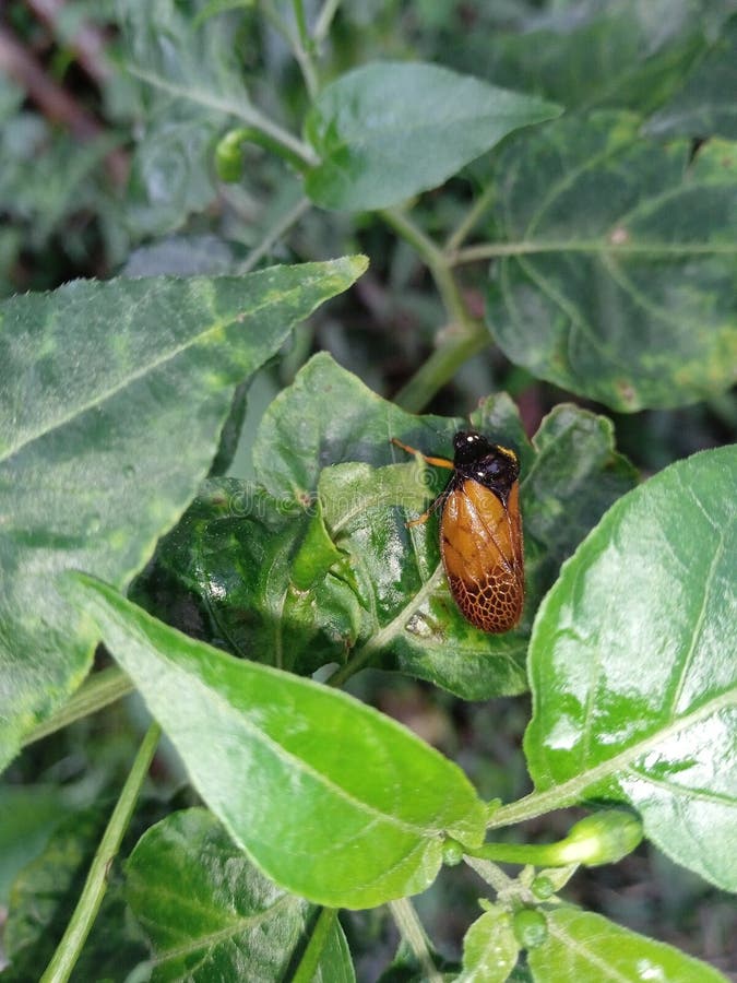 Brown insects stock photo. Image of grass, hopper, indoor - 255539228