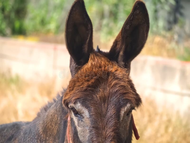 Crying Donkey Stock Photos - Free & Royalty-Free Stock Photos from ...