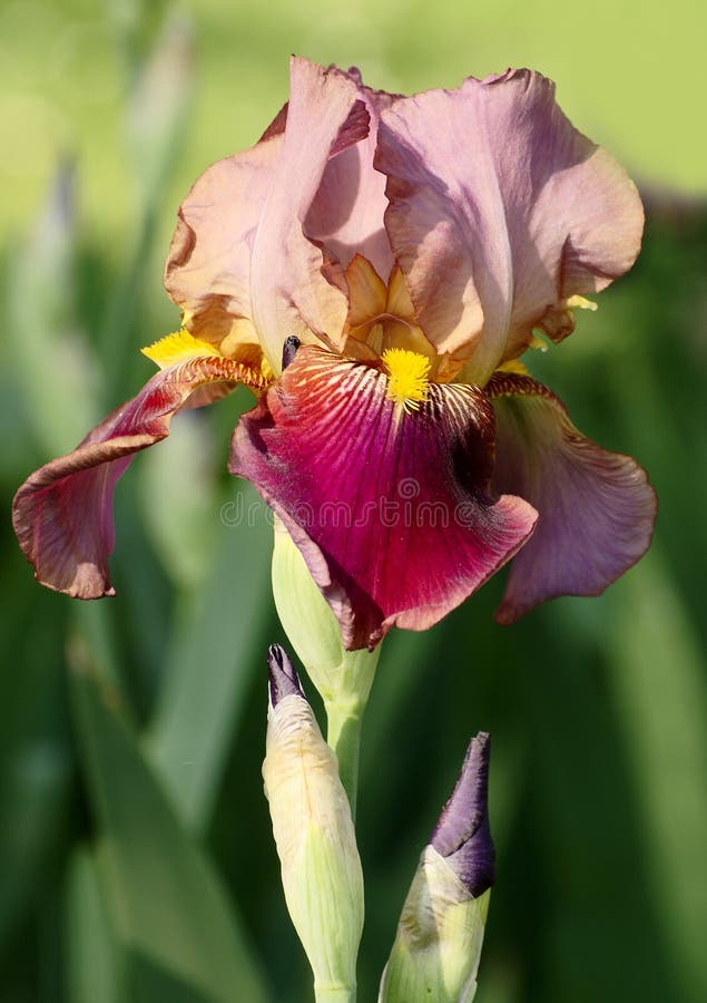Brown and Pink Iris Close Up Stock Image - Image of bearded, hybrid ...