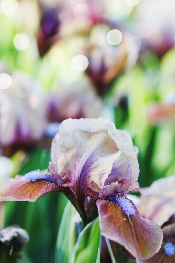 Brown iris stock image. Image of macro, family, large - 39128973