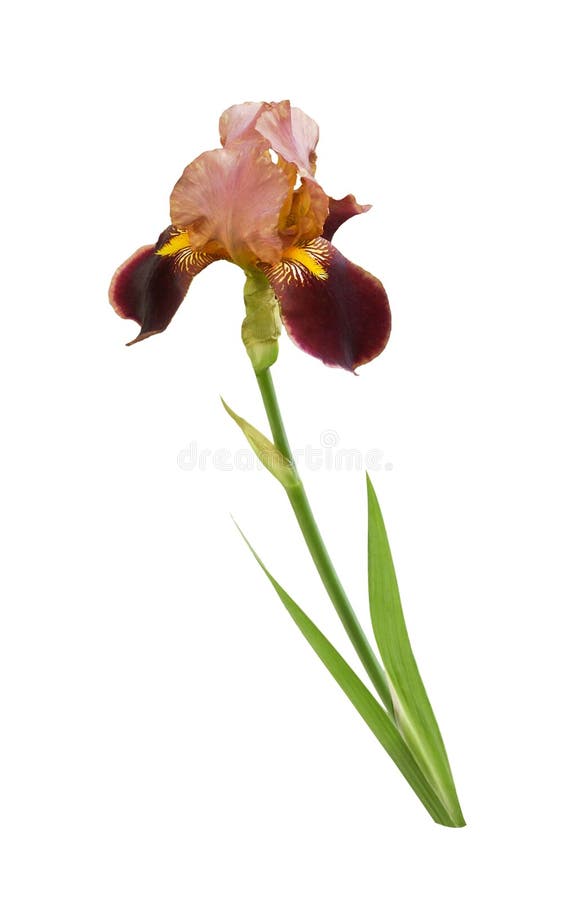 Brown Iris Flower and Green Leaves Isolated on White Stock Image ...