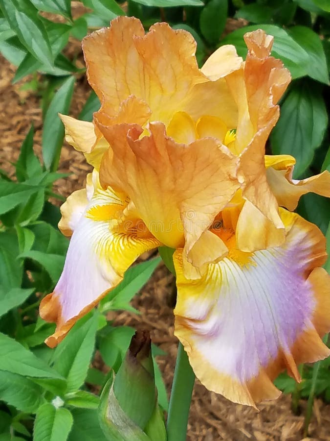 Brown iris stock photo. Image of flora, nature, flower - 34328058