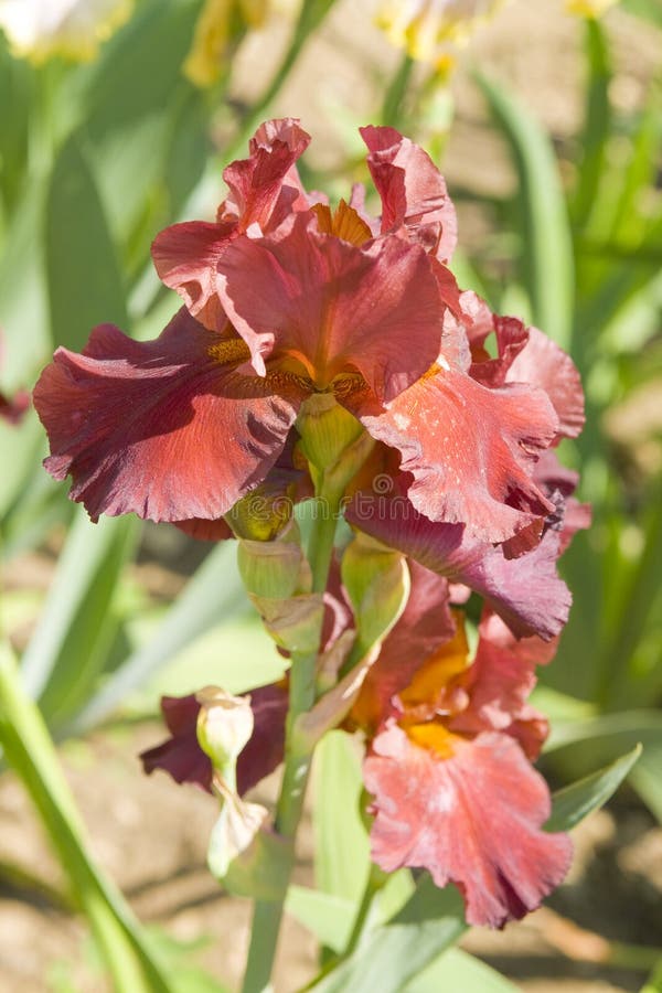 Brown iris stock photo. Image of flora, iris, brown, botanic - 34328058