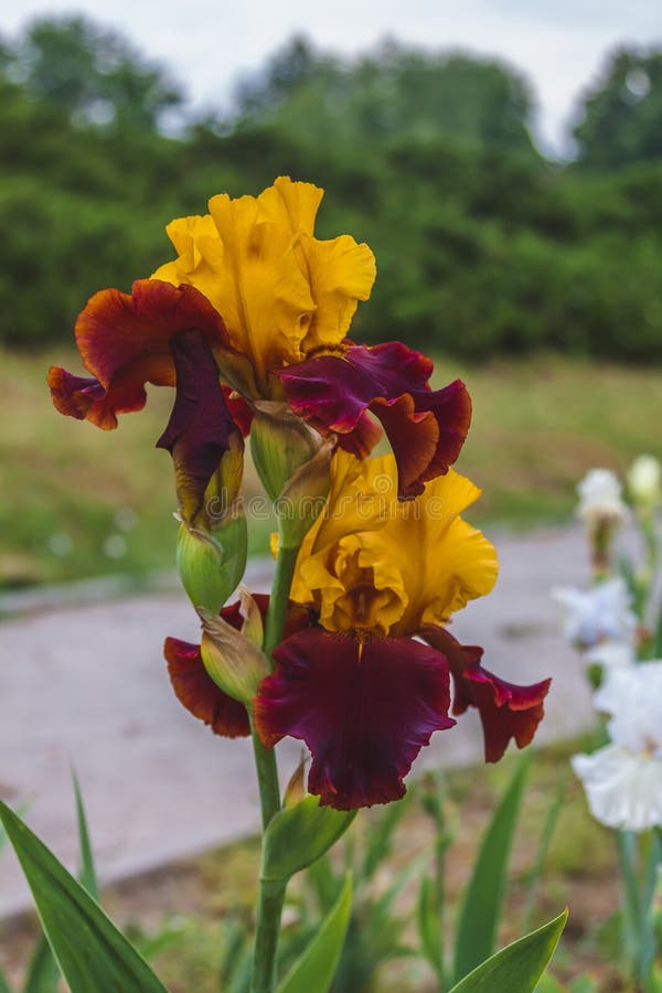 Brown irises stock photo. Image of iris, blossom, bearded - 84163554