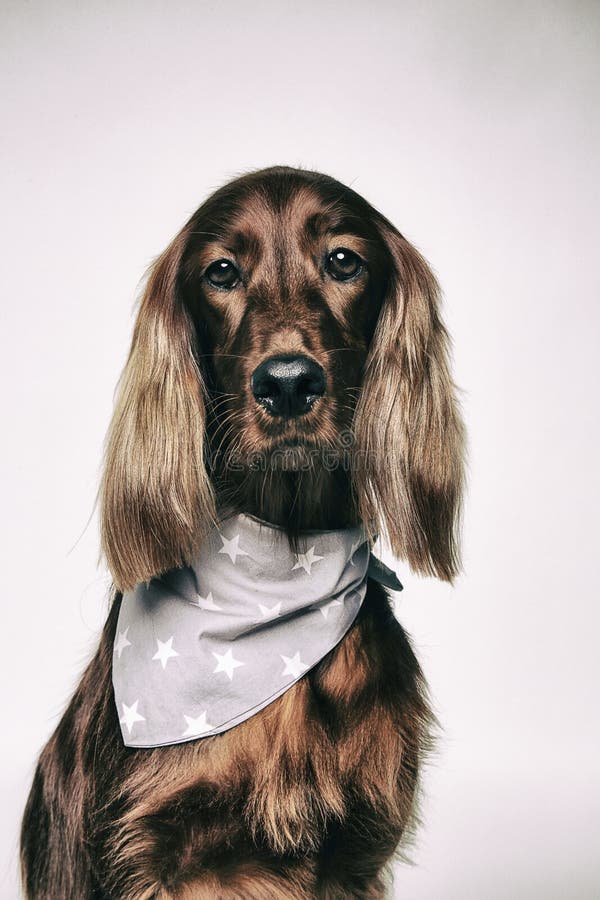 Brown Irish Setter Imagen. Imagen: 108798794