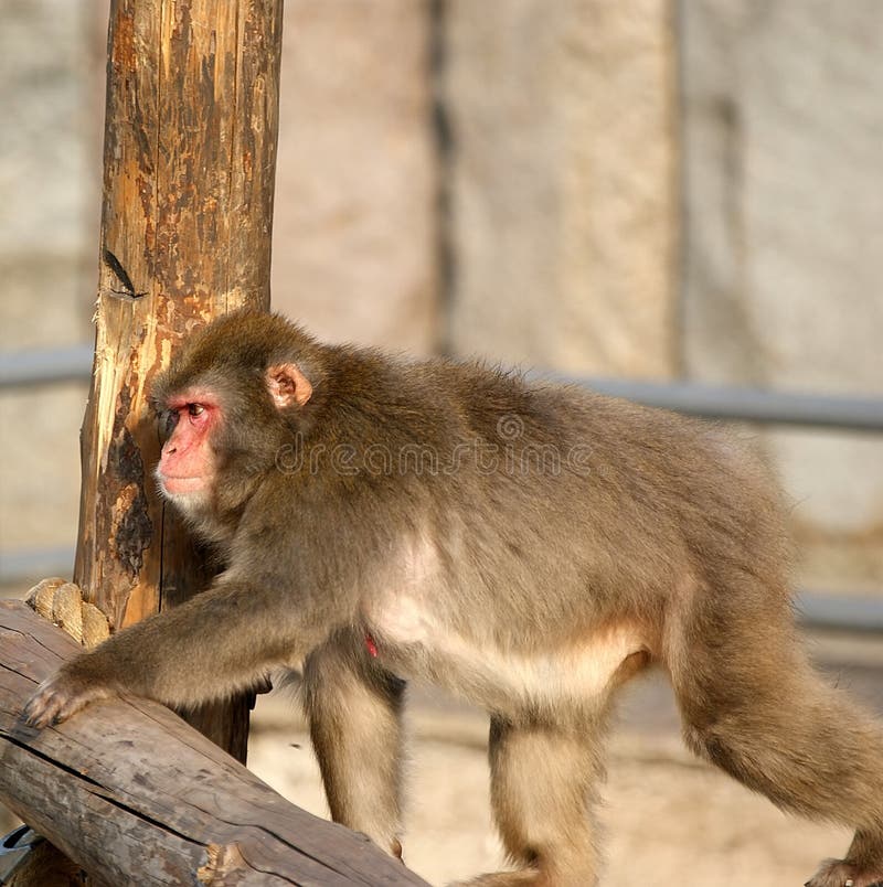 Snow Monkey or Japanese Macaque Stock Photo - Image of cold, monkey ...
