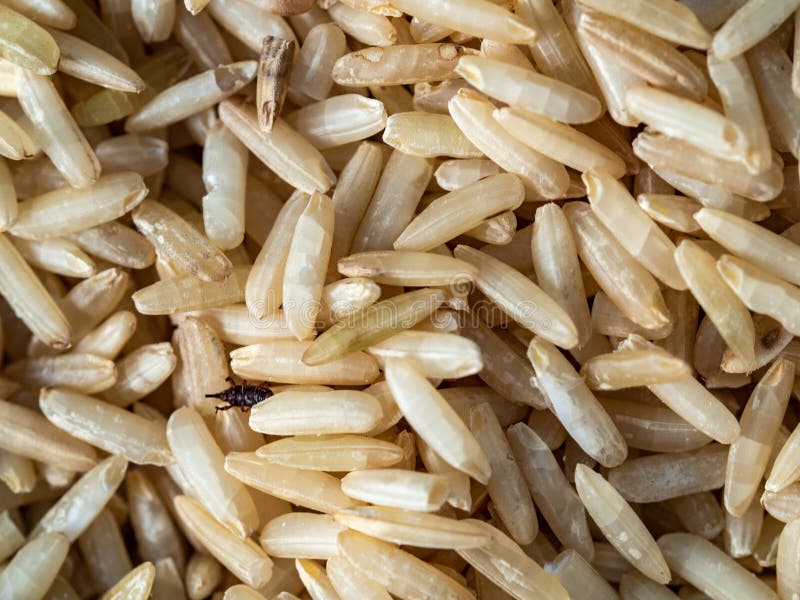 Brown Jasmine Rice Grains Closeup Stock Photo - Image of grain, thai ...