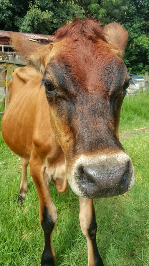 Grumpy cow close up stock photo. Image of cattle, farming - 113609428