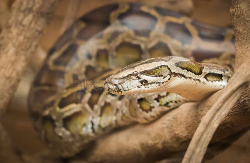 Jiboia Snake with Focus on Its Head Stock Image - Image of shape, scaly ...